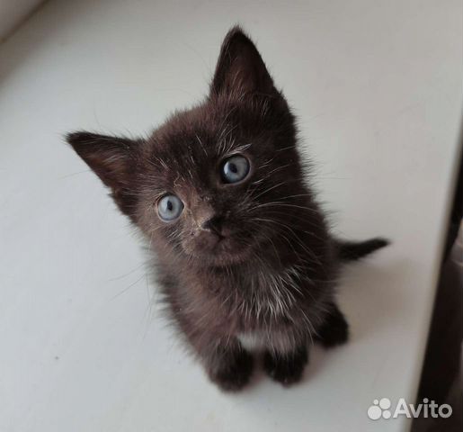 Самая настоящая Пума