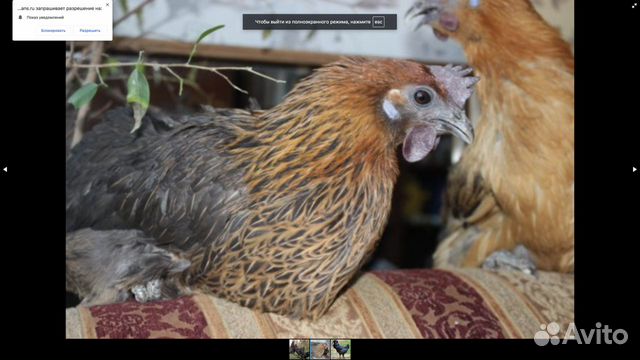 Инкубационное яйцо куры Лакеданзи