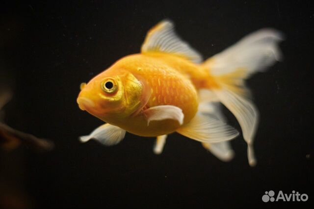 Телескоп бабочка и золотые рыбки жемчужины