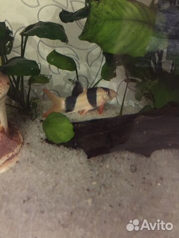 Боция клоун, мраморная боция