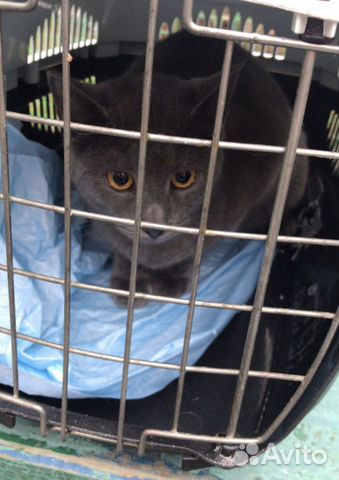 Кошечка-котенок Дымка ищет любящую семью