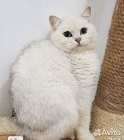 Британский котик