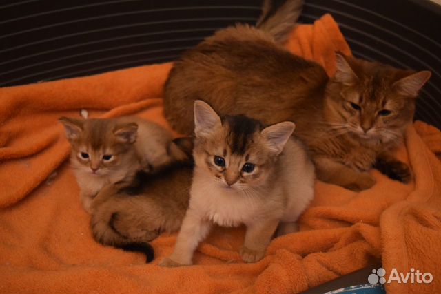Котята лисята