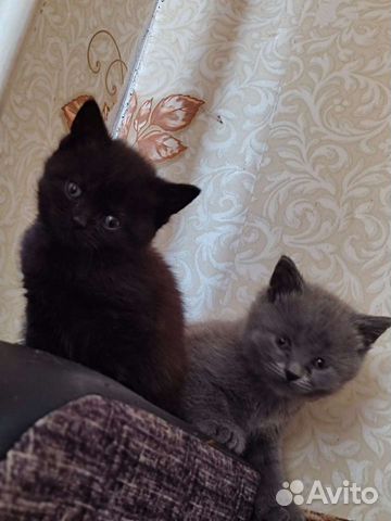 Британская