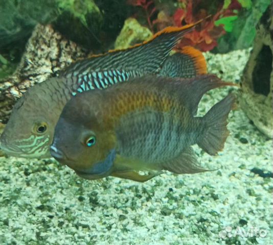 Цихлазома седжика