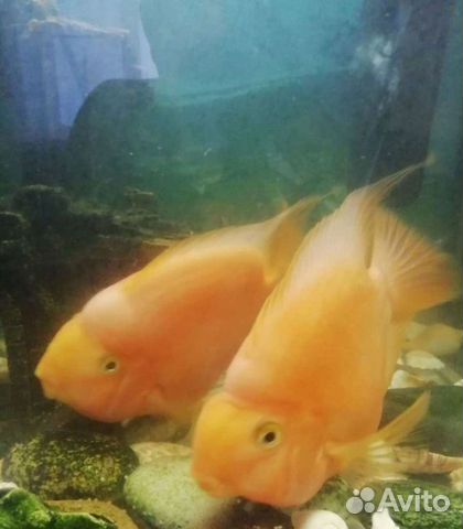 Рыба попугай пара
