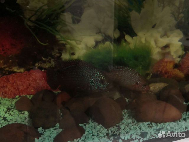 Хромис красавец лифалили