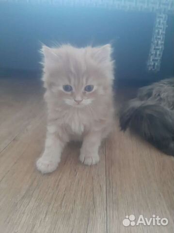 Котята породистые