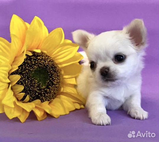 Очаровательный блондин