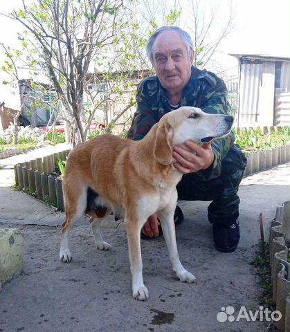 Русская гончая