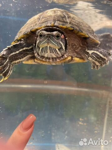 Черепаха