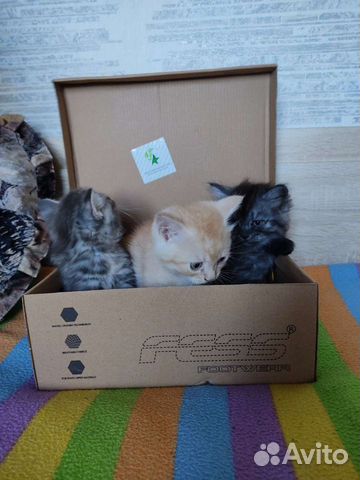 Котята в добрые руки