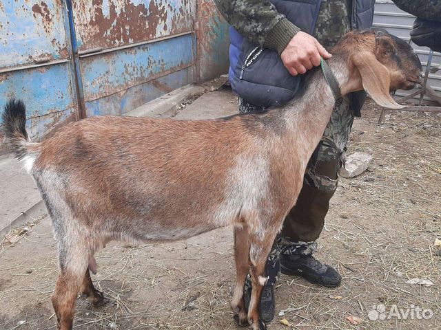 Козы нубииские