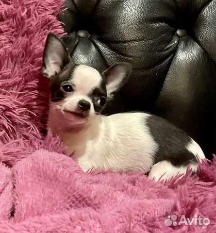Щенки чихуахуа mini и micro РКФ