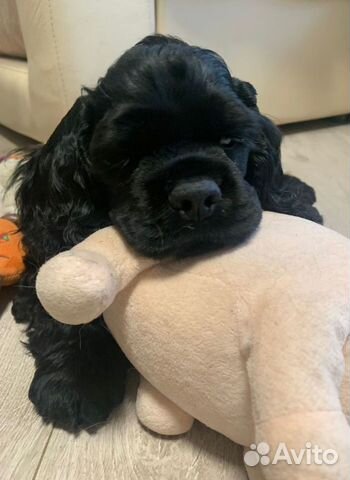 Продам щенка с родословной. Мать/отец чемпионы