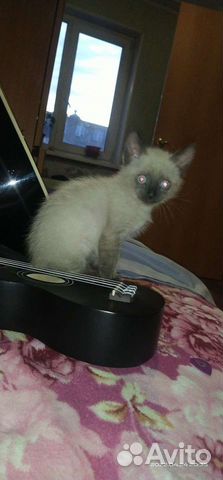 Котик 1.5 месяца