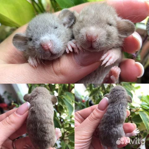 Крысята дамбо много разных
