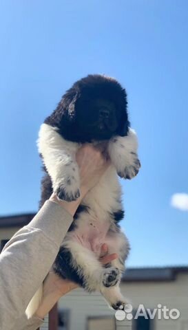 Ньюфаундленд