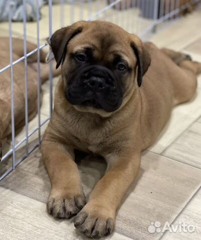 Бульмастиф