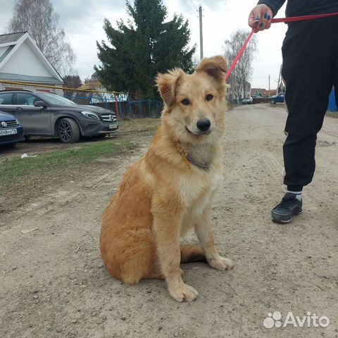 Собака в добрые руки щенок