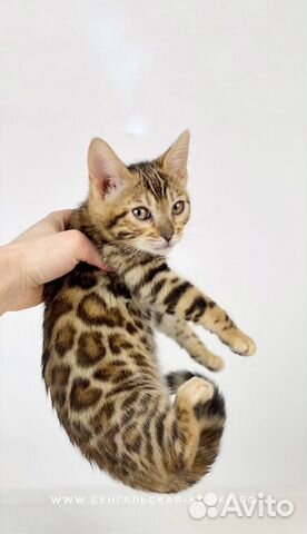 Бенгальские котята девочка Сьюзи