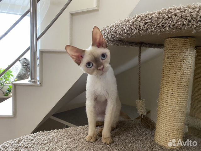 Девон-рекс кошечка Норочка