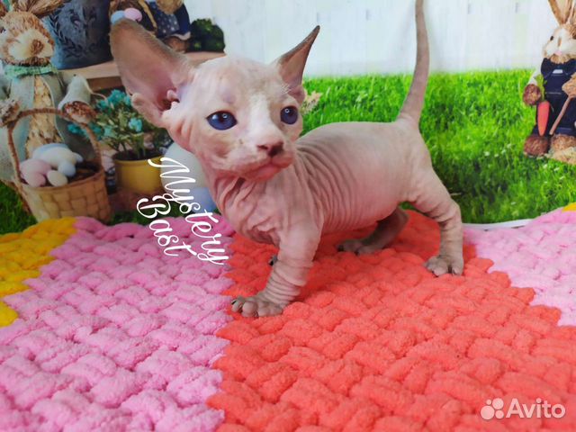 Бамбино, Эльф, Двэльф, Канадский сфинкс