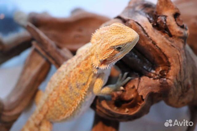 Бородатая агама