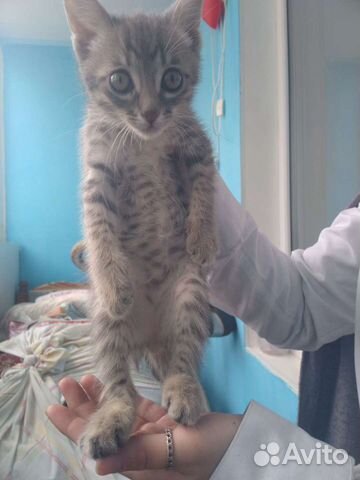 Кошка в дар