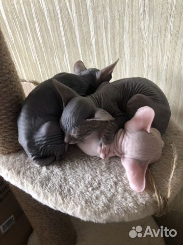 Котята Сфинкс красавчики