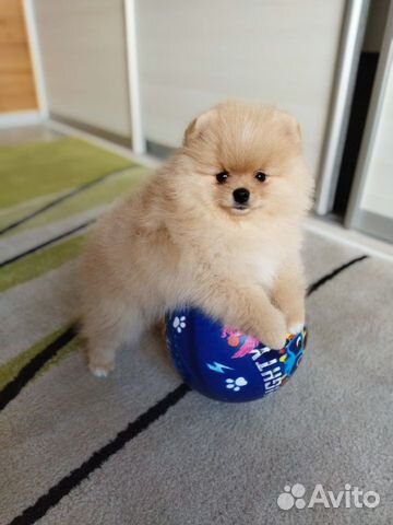 Щенок немецкого шпица