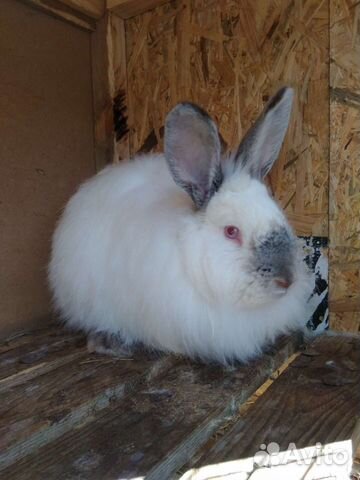 Кролики пуховые ангорские