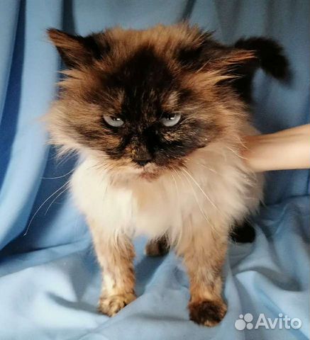 Кошечка в добрые руки