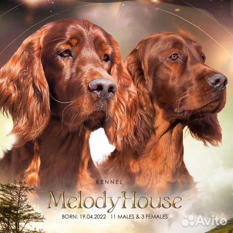 Лучшая порода