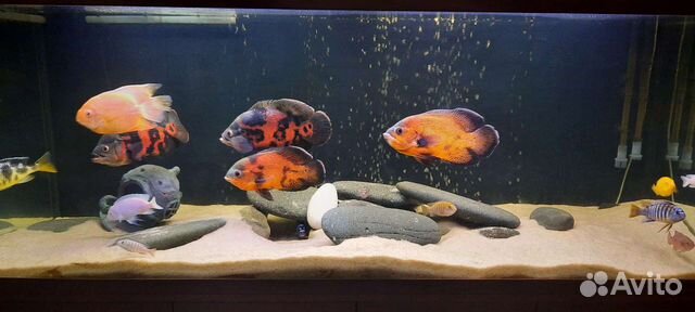 Аквариум