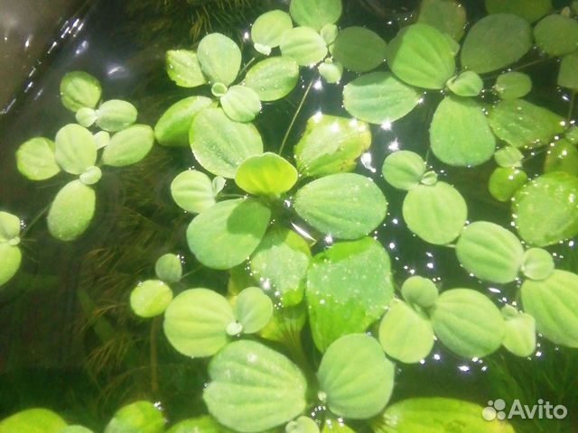 Аквариумное растение