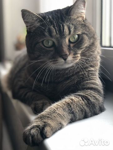 Кот Сэм в добрые руки