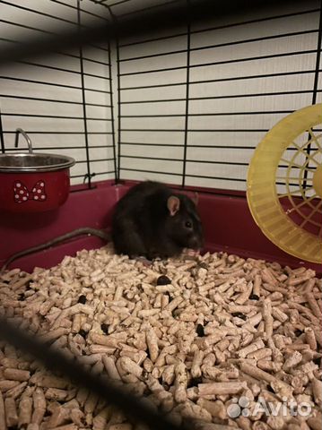 Крыса с клеткой бесплатно