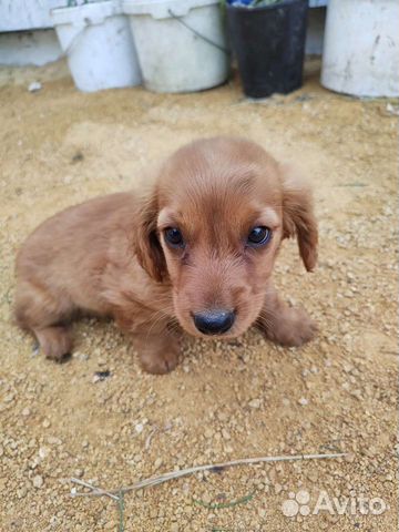 Щенок таксы в добрые руки