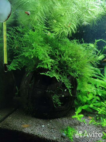 Аквариумная композиция