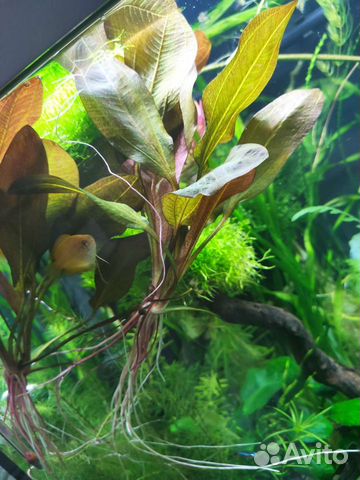 Аквариумные растения