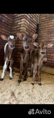 Чистопородные телочки джерси