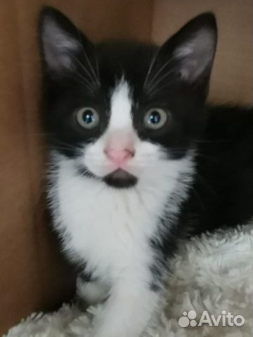 Черно-белые котята (мальчики) из приюта. Привезу