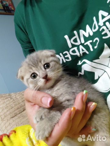 Шотландские вислоухие котята