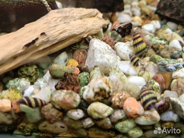 Хелены, роголистник