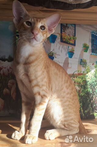 Красавец кот