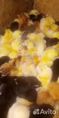 Цыплята суточные