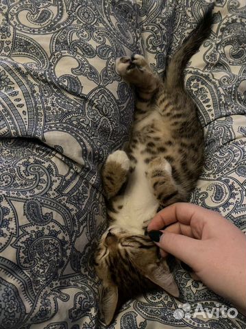 Котята метисы