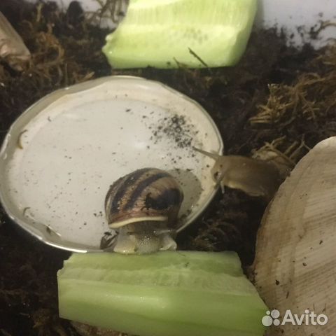 Улитки (виноградные улитки, обычные улитки)