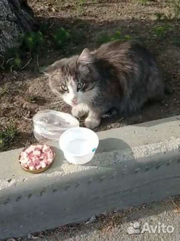 Кот, живущий на улице
